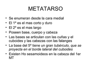 ANATOMIA HUESOS PIERNA Y PIE | PPT