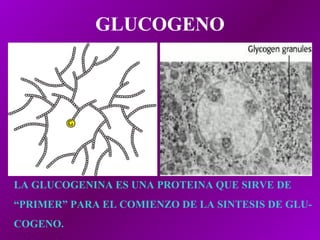 Clase 17 metabolismo del glucogeno | PPT
