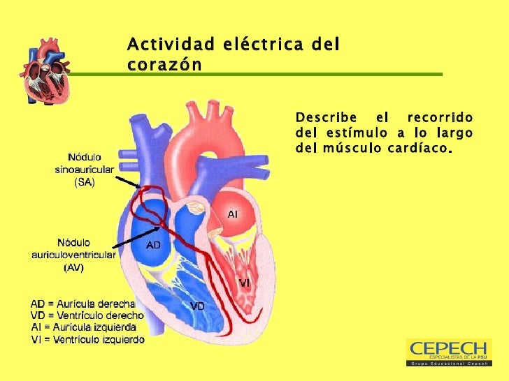 Clase 17; sistema cardiovascular, corazon Clase 17; sistema cardiovascular, corazon