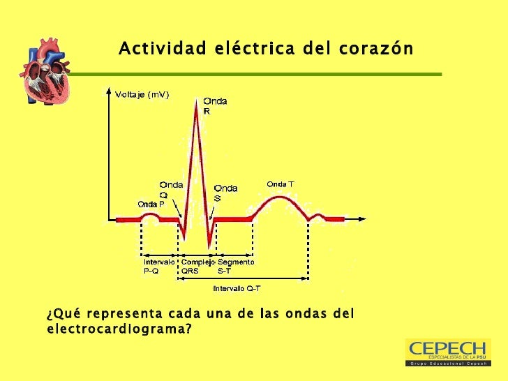 Clase 17; sistema cardiovascular, corazon Clase 17; sistema cardiovascular, corazon