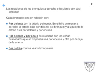 clase 17 TRAQUEA Y BRONQUIOS y pulmones_acm.pptx