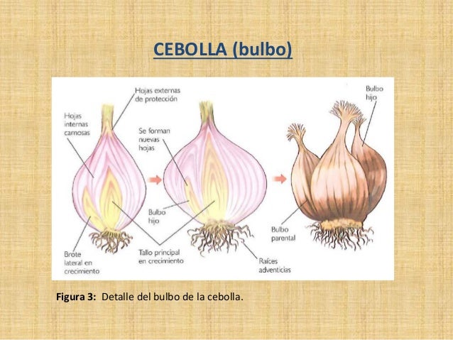 Ficha-ManejoBásico-Cebolla