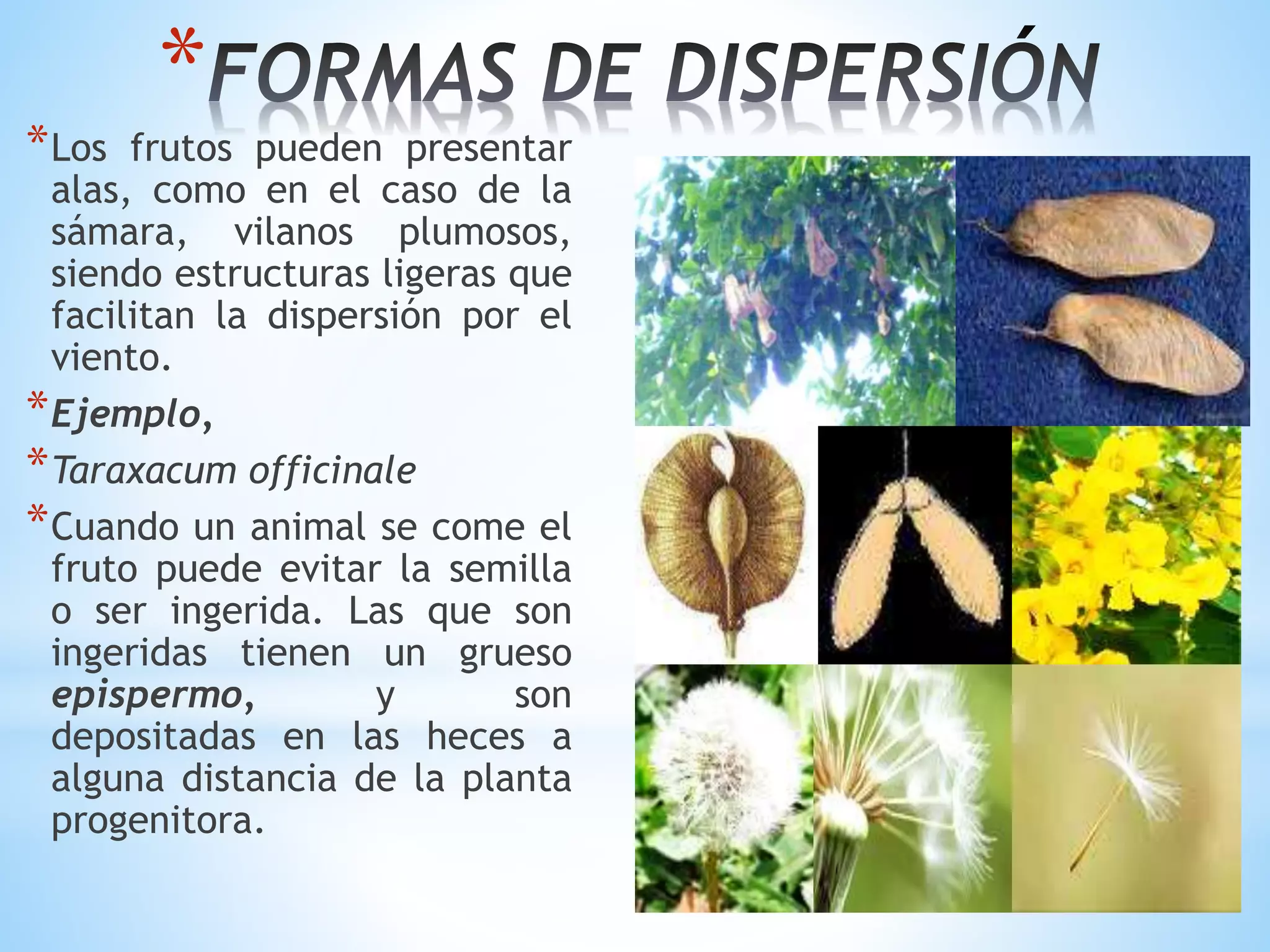 Clase 18 el fruto | PPT