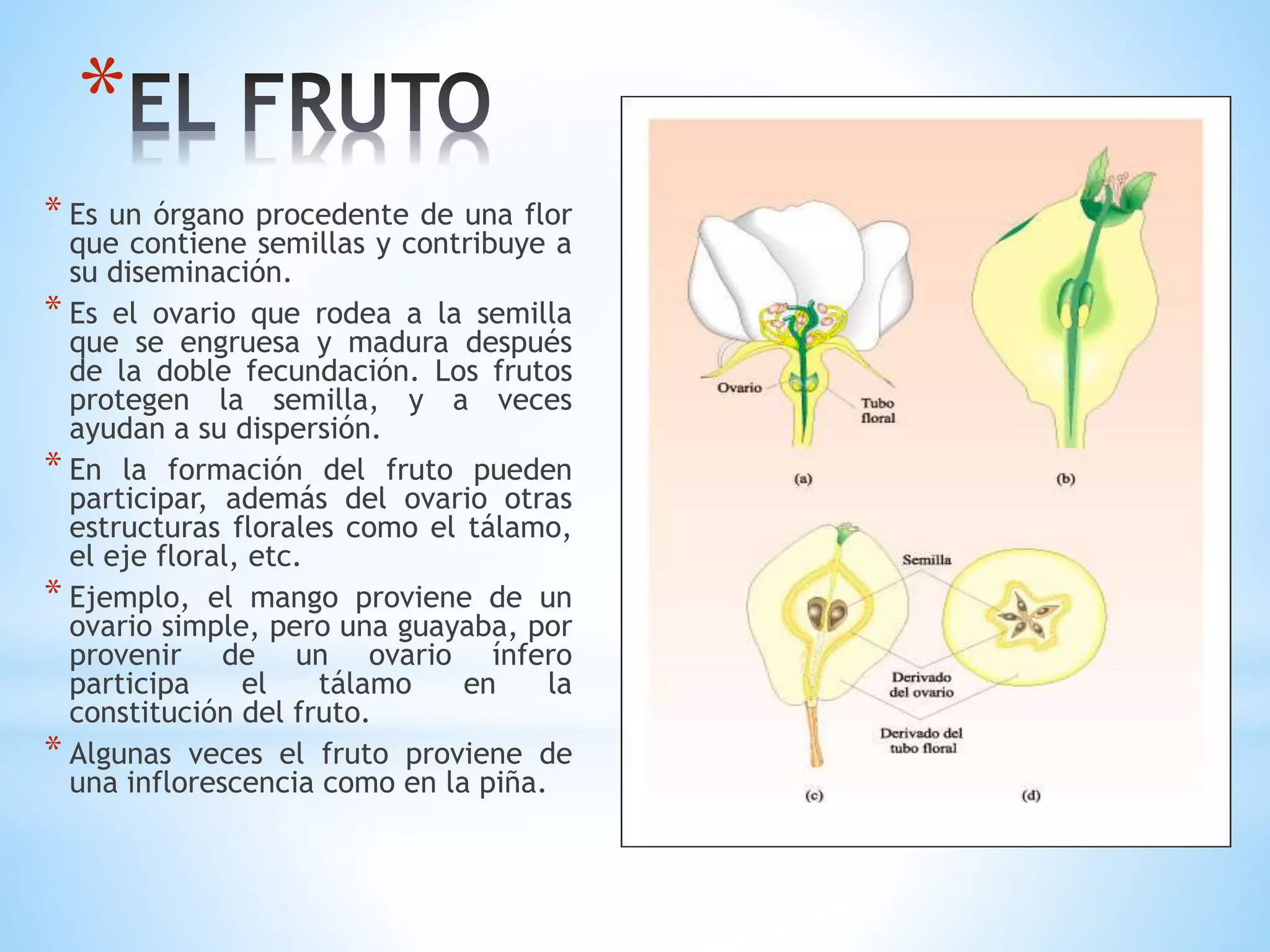 Clase 18 el fruto | PPT