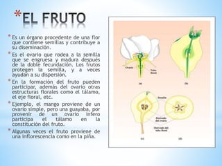 Clase 18 el fruto | PPTX