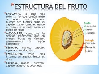 Clase 18 el fruto | PPTX