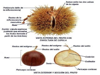 Clase 18 el fruto | PPTX