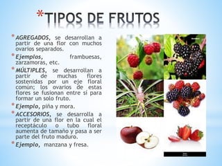Clase 18 el fruto | PPTX
