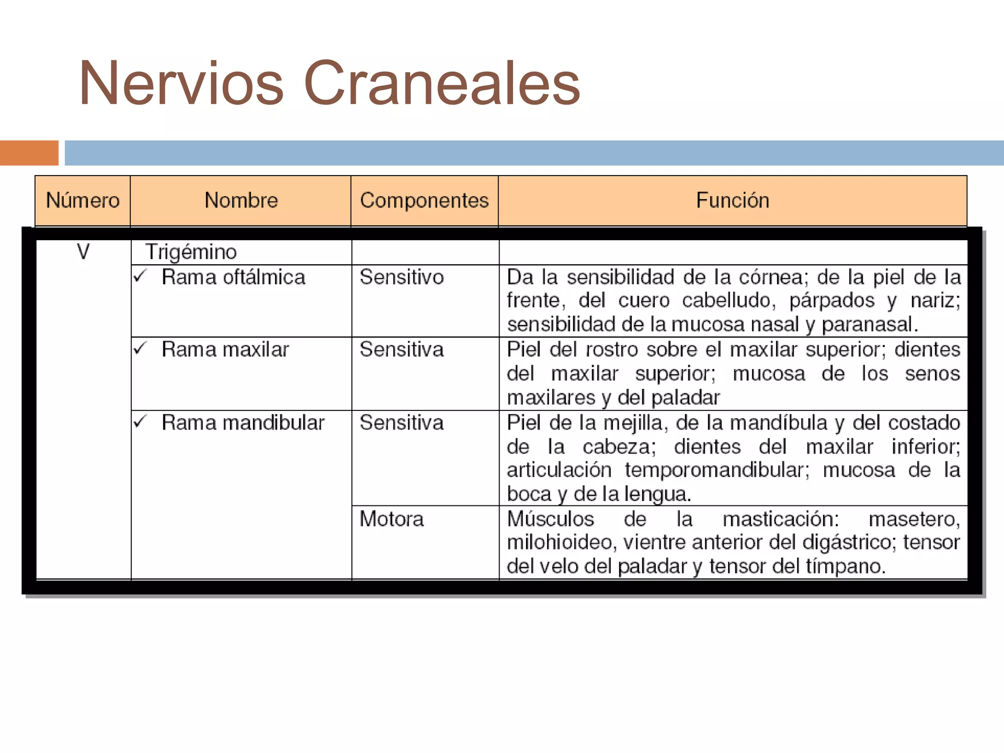 Clase 18 evaluacion pares craneales nervio facial | PPT