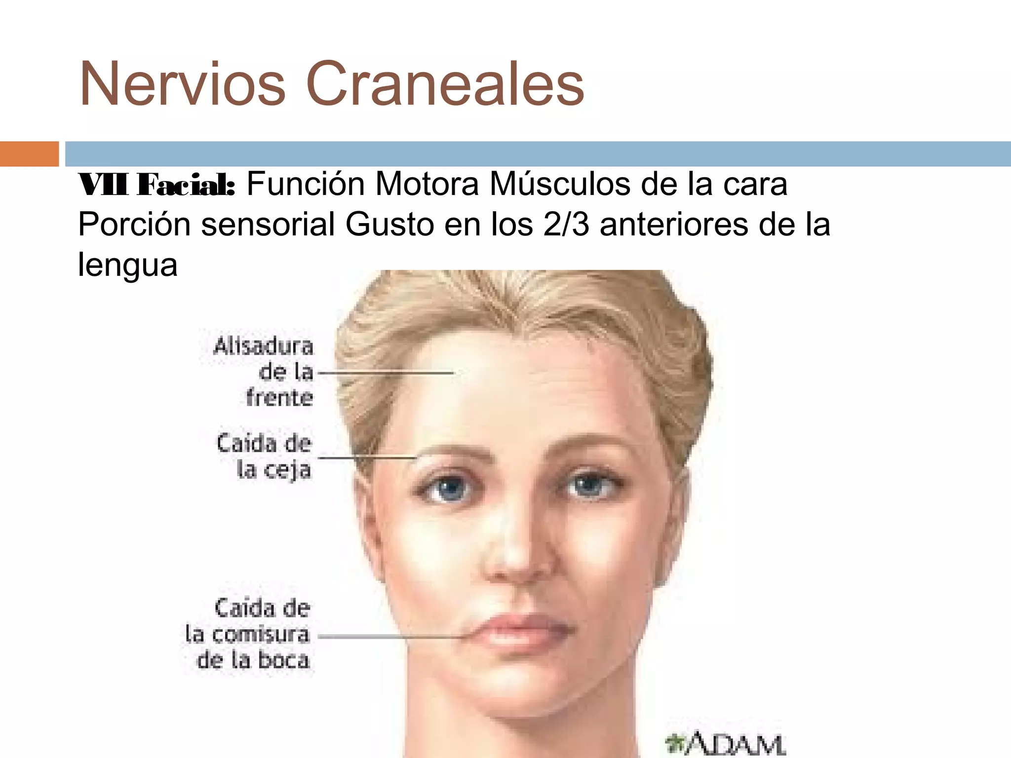 Clase 18 evaluacion pares craneales nervio facial | PPT