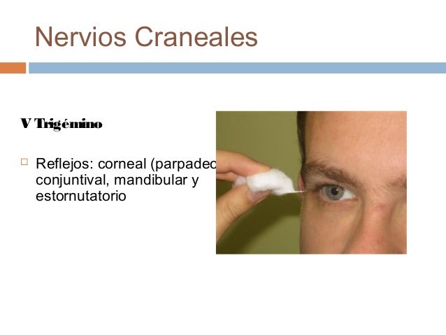 Clase 18 evaluacion pares craneales nervio facial