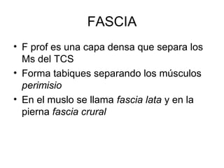 ANATOMIA FASCIAS, VENAS Y NERVIOS CUTANEOS MIEMBRO INFERIOR | PPT