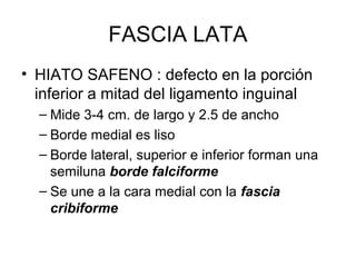 ANATOMIA FASCIAS, VENAS Y NERVIOS CUTANEOS MIEMBRO INFERIOR | PPT