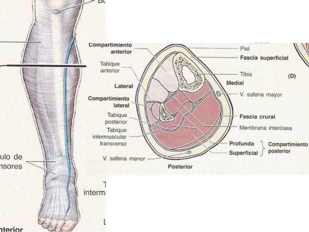 anatomia-fascias-venas-y-nervios-cutaneos-miembro-inferior-11-638.jpg ...