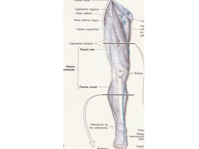 Miembro inferior, Anatomía, Nervios