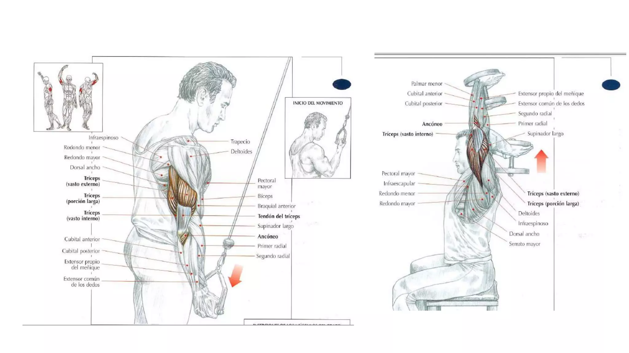 Anatomía Músculos del Brazo | PDF
