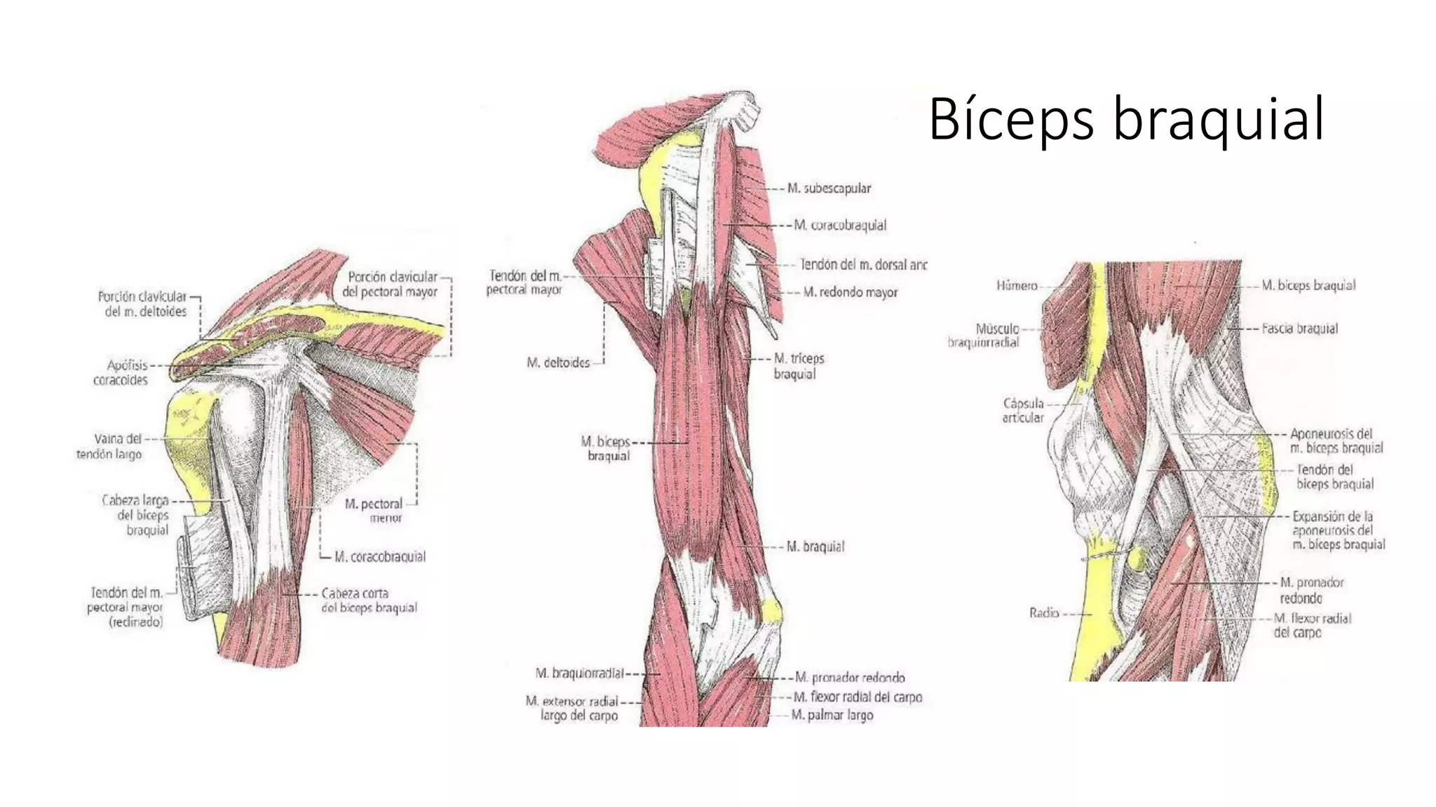 Anatomía Músculos del Brazo | PDF