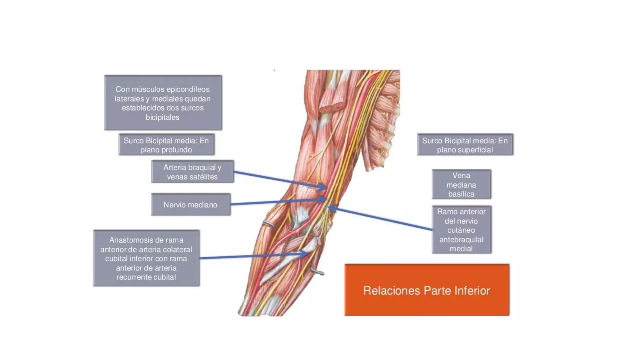 Anatomía Músculos del Brazo | PDF