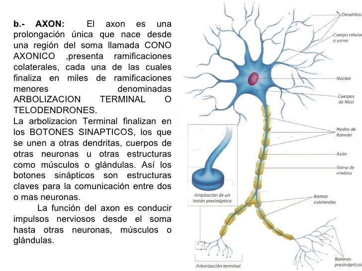 Clase 19. Tejido Nervioso