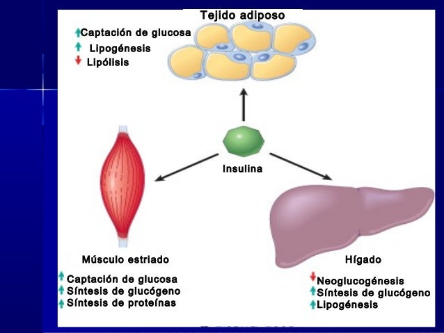 Clase #19 trastornos metabólicos