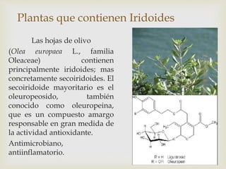 Clase 19 iridoides | PPTX