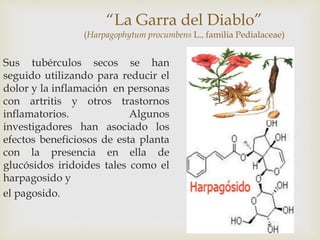Clase 19 iridoides | PPTX