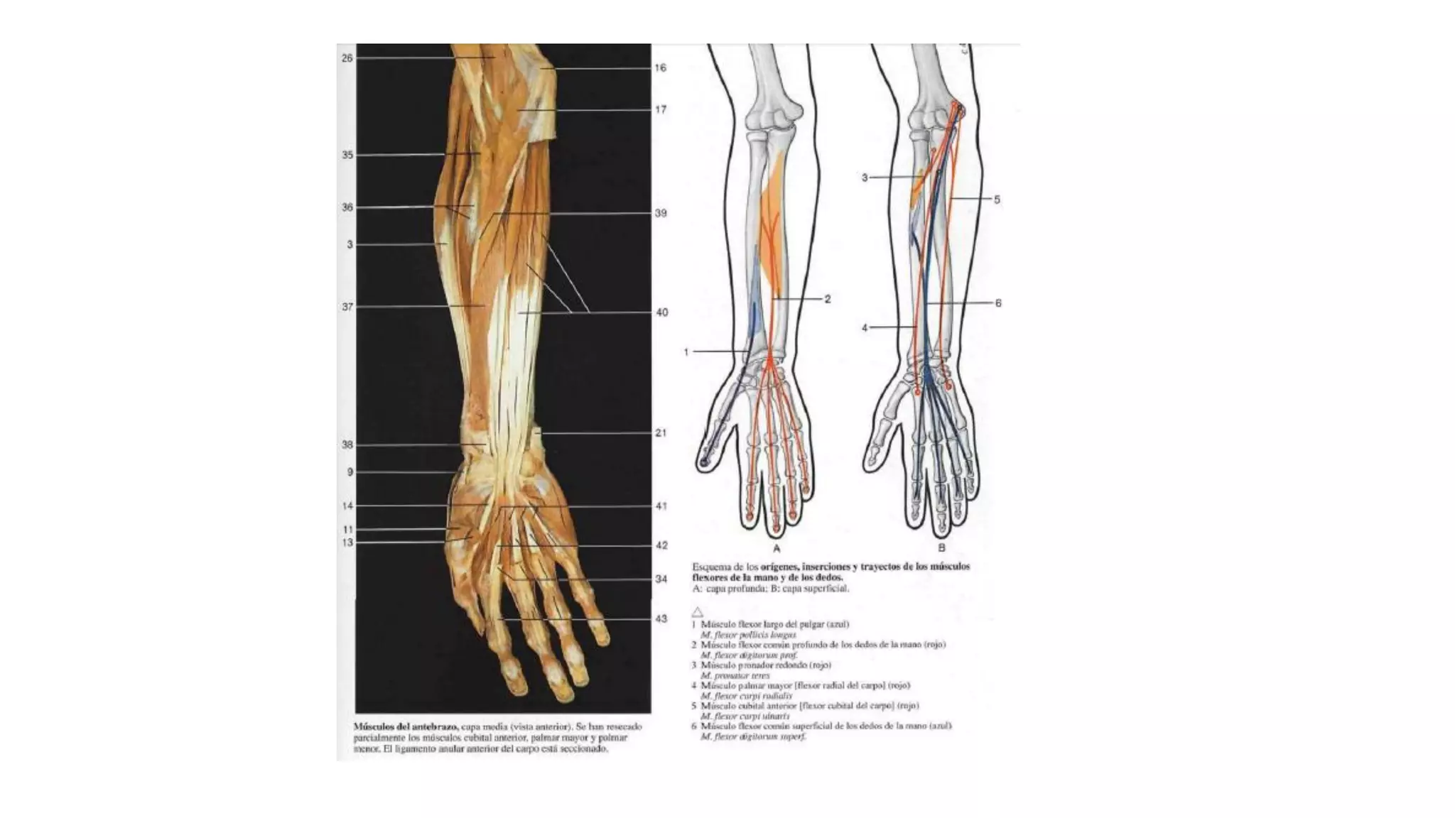 Anatomía Músculos del Antebrazo | PDF