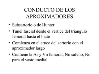 ANATOMIA MUSCULOS FEMORALES | PPT