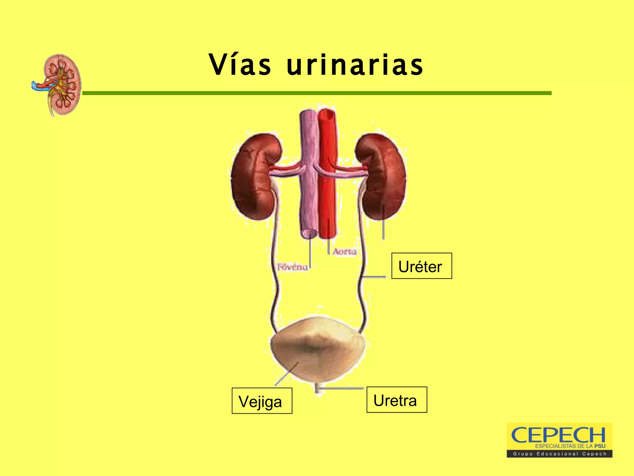 Clase 19 Sistema Excretor Ppt