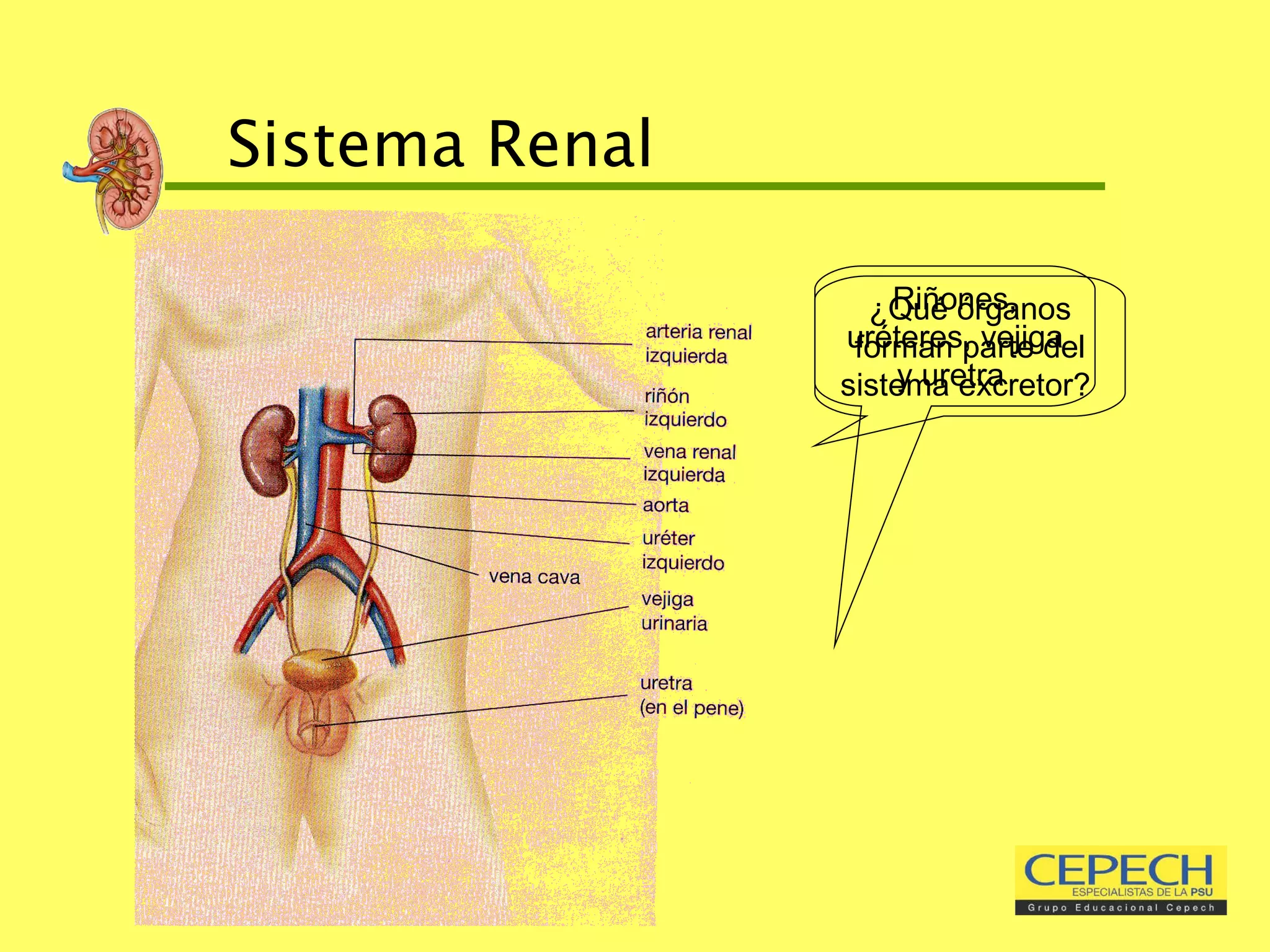 Clase 19 Sistema Excretor Ppt