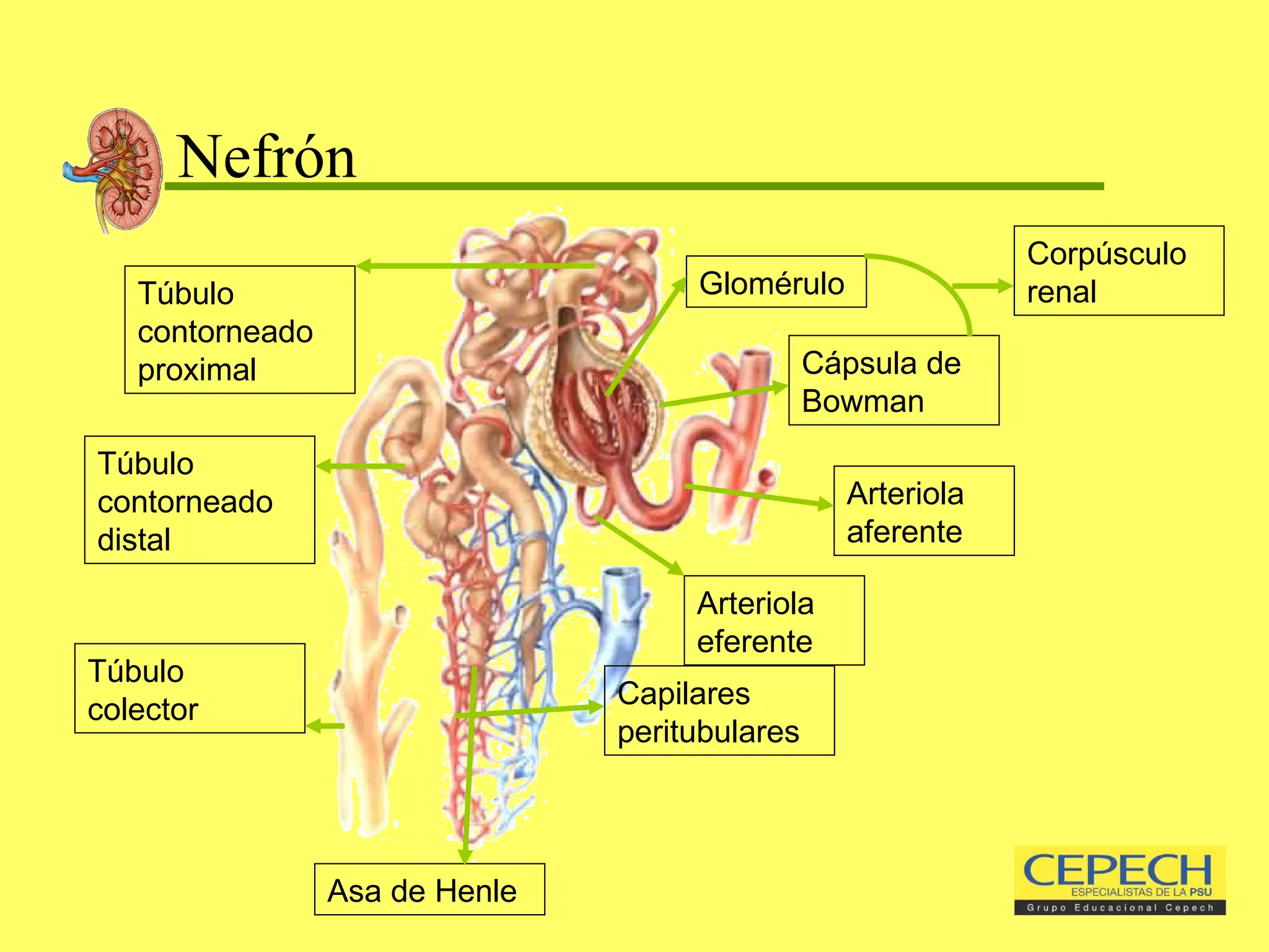 Clase 19 Sistema Excretor Ppt