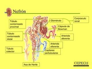 Clase 19; sistema excretor | PPT