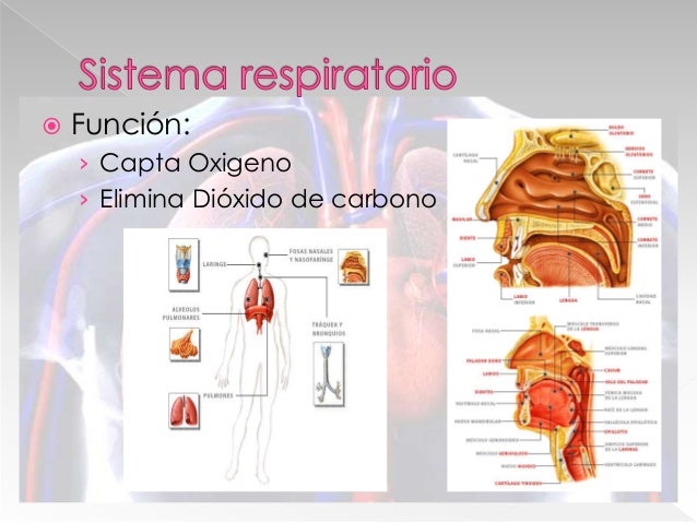 Aparato Respiratorio Anatoma Y Fisiologa Neumologa