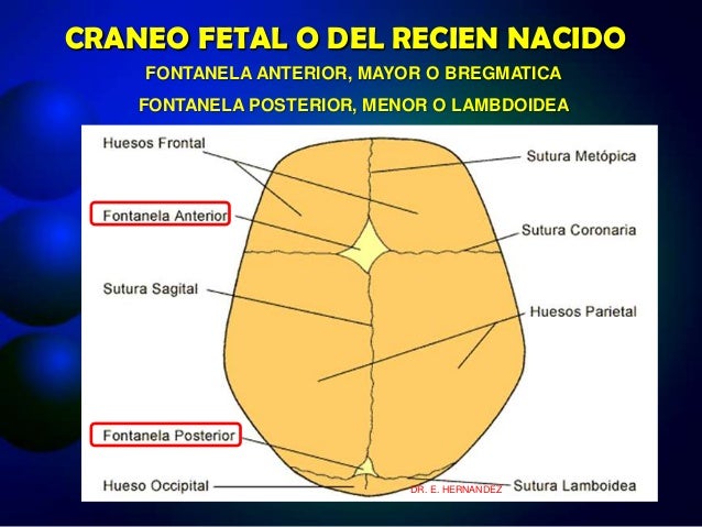 Cabeza osea adulto R.N. - neurocraneo