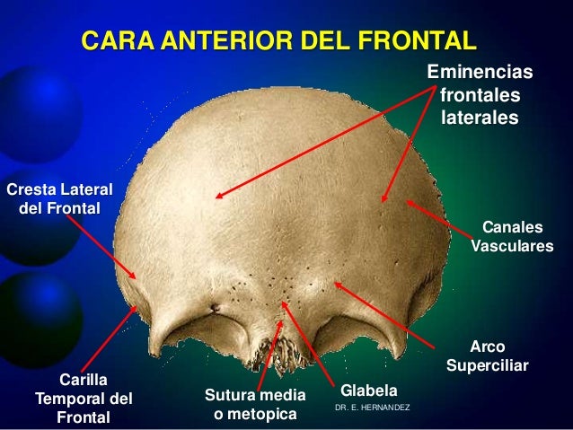 Cabeza Osea Adulto R N Neurocraneo