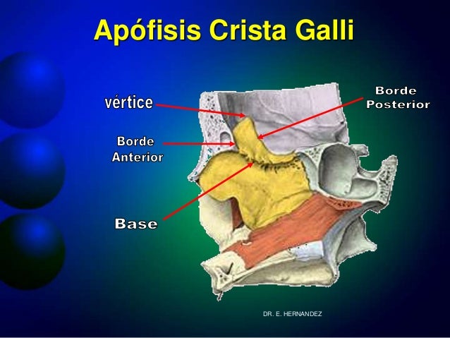 Cabeza osea adulto R.N. - neurocraneo