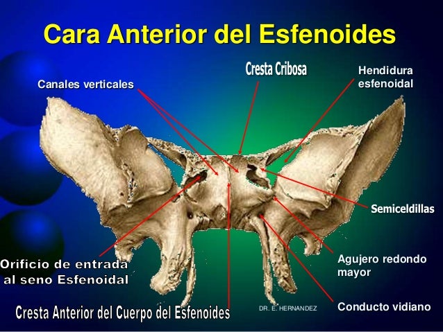 Cabeza osea adulto R.N. - neurocraneo