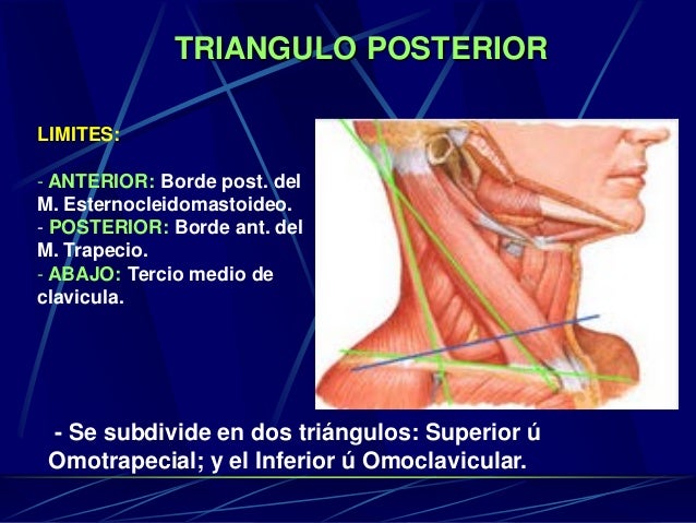 Clase 1 cuello osteologia y triangulos resum.