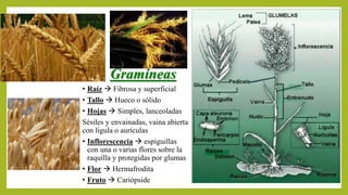 Clase 1 Cultivos y praderas.pptx