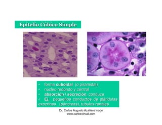 Histologia - TEJIDO EPITELIAL | PDF
