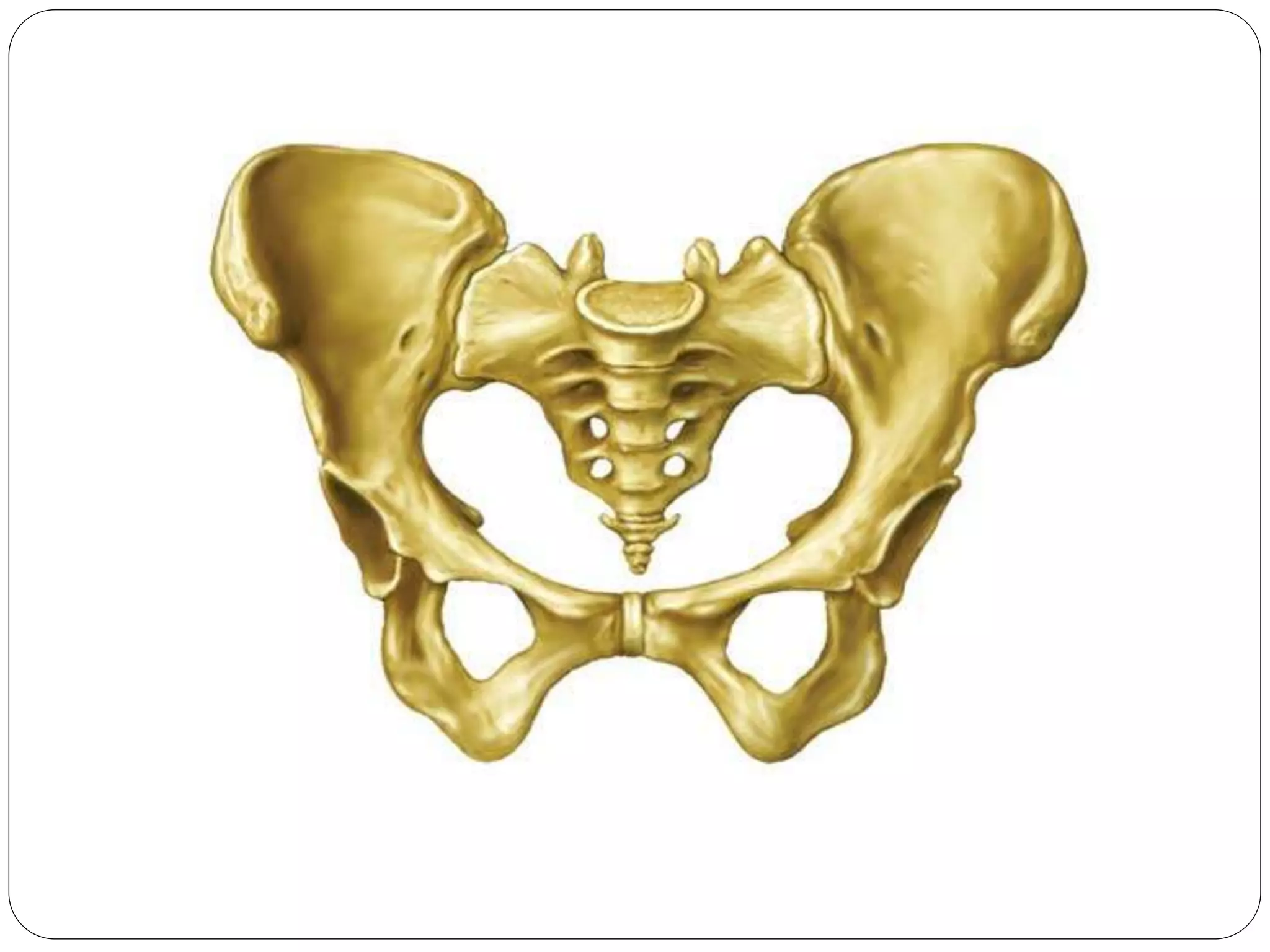 Hueso de la pelvis | PPT