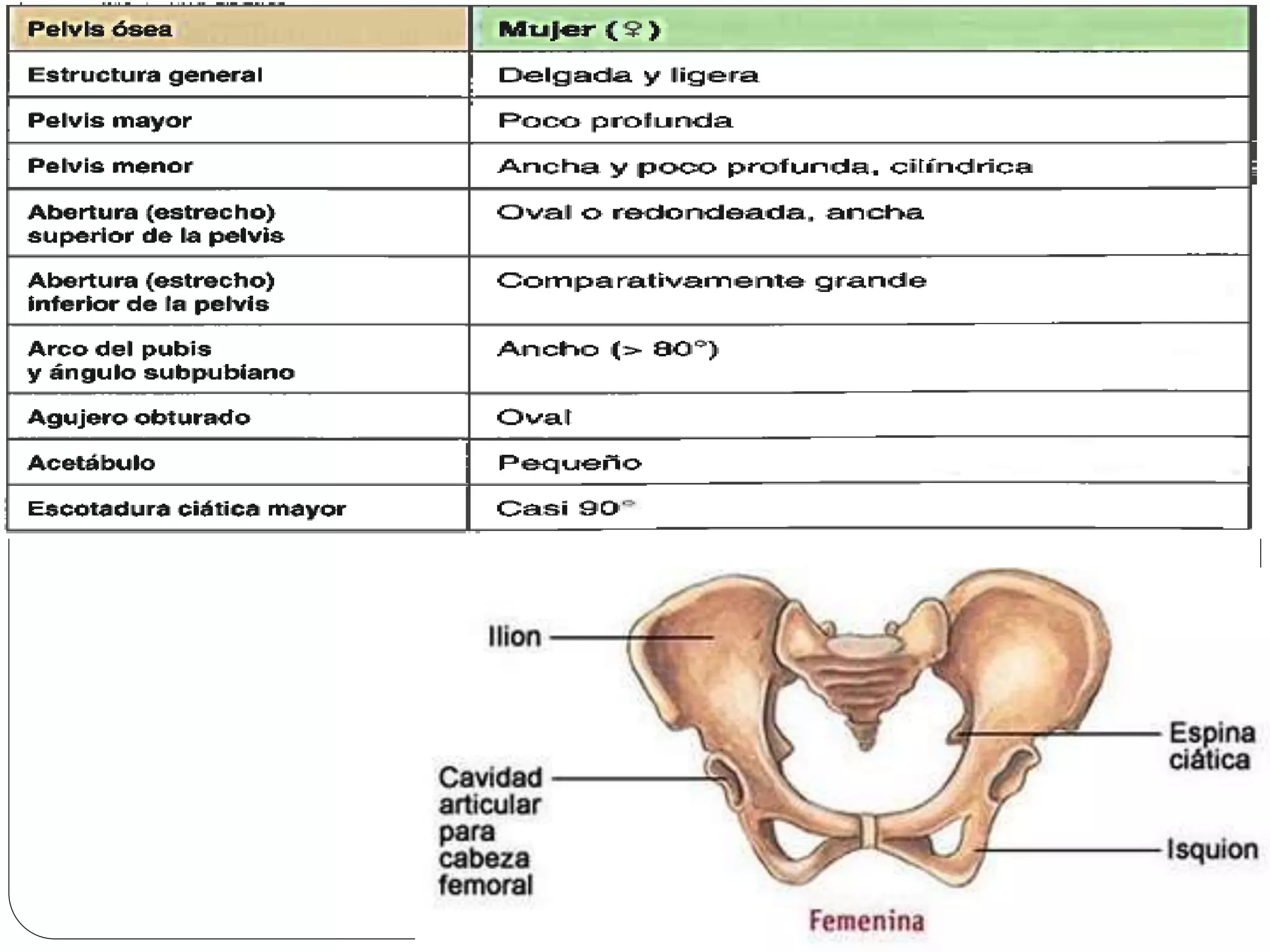 Hueso de la pelvis | PPTX