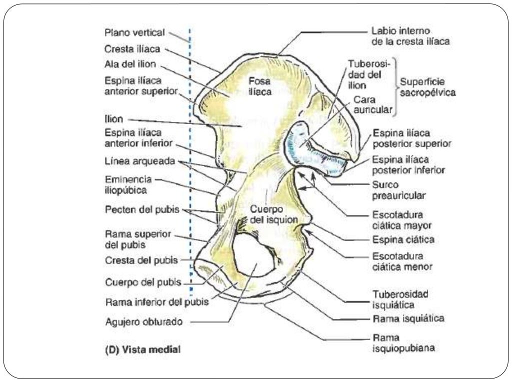 Hueso de la pelvis