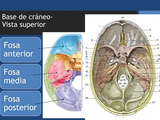 Clase 2. Anatomía del cráneo. Aux de Enfermería 4 | PPTX
