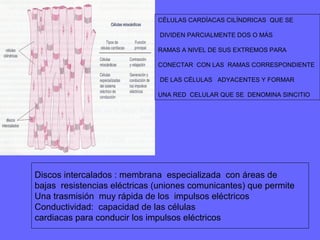 Clase 1 interpretación del electrocardiograma i | PPT