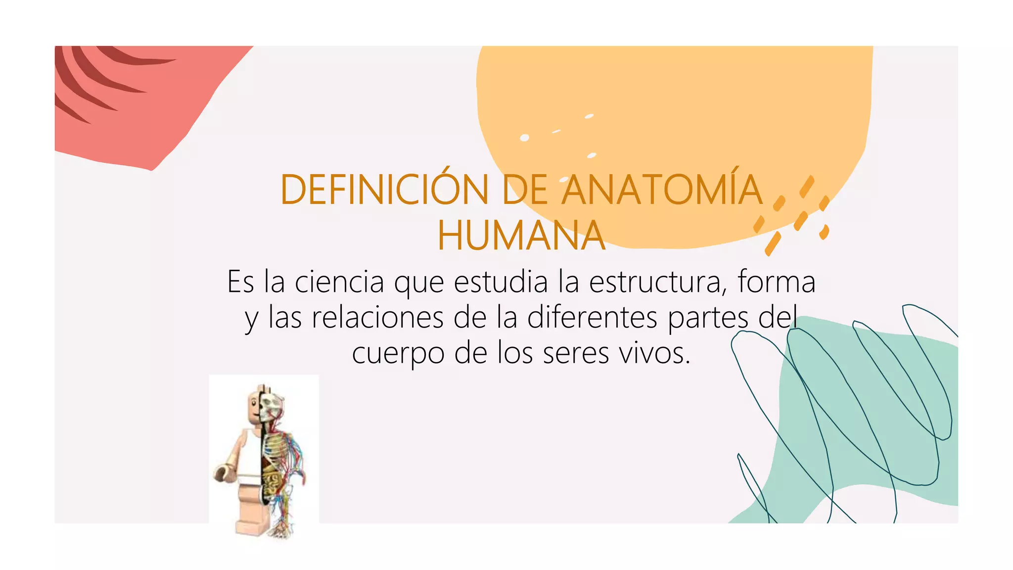 Conceptos básicos de anatomía.pptx