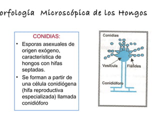 Clase1 micologia1 | PPT