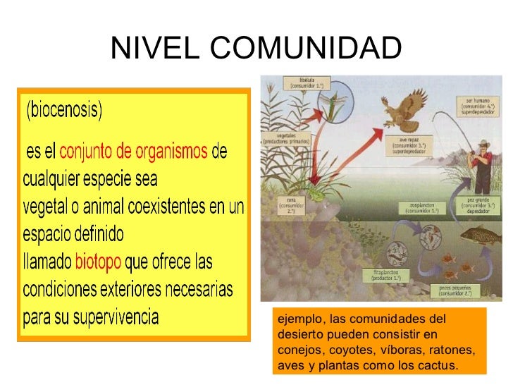 Clase 1º niveles de organizacion de los seres vivos