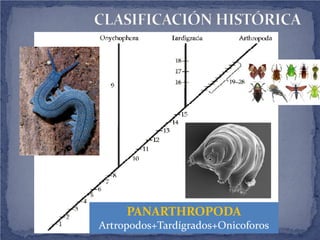 Clase 1 origen_y_evolucion_de_los_artropodos | PDF