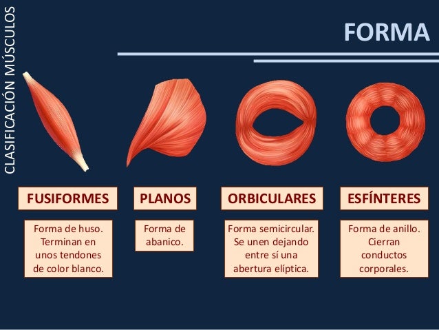 Clase 1 sistema osteomuscular